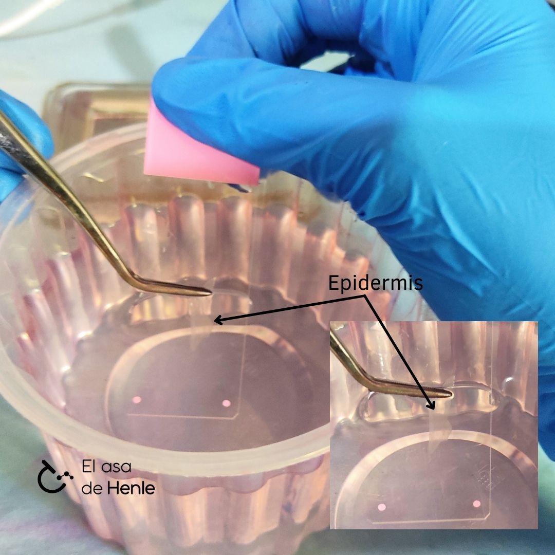 Estomas: procedimiento para observarlos con el microscopio – El asa de ...