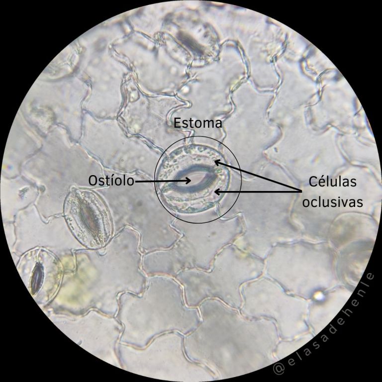 La clásica observación de epidermis de catáfila de Cebolla vs ...