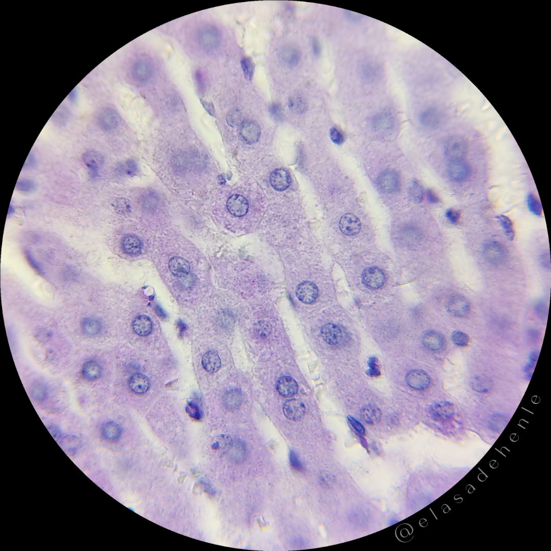 hepatocitos – El asa de Henle