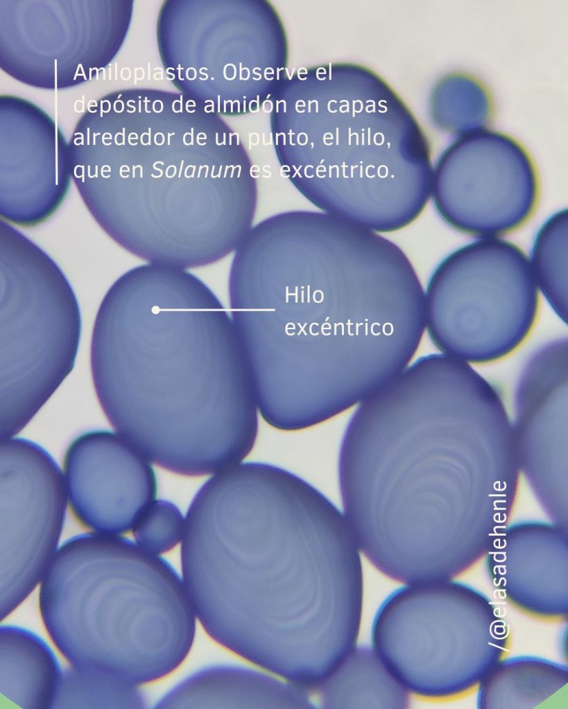 Procedimiento para observar amiloplastos con microscopio óptico – El ...