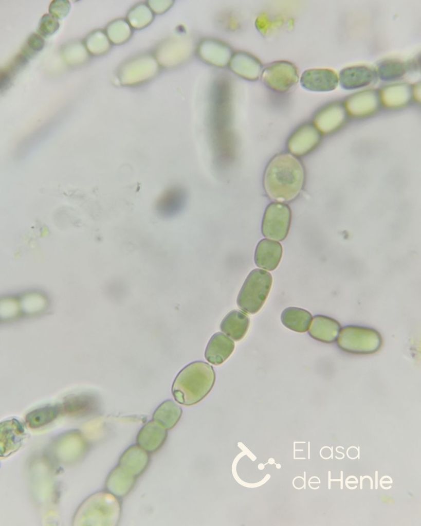 Observación de la cianobacteria Anabaena azollae – El asa de Henle